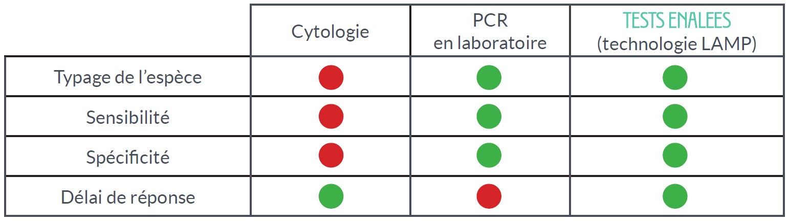 L’hémobartonellose féline : une maladie dont le mode de transmission ...